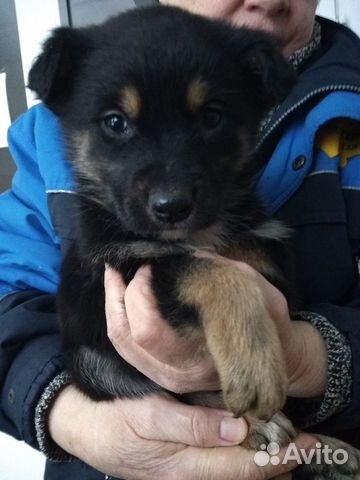 Щенок 1месяц