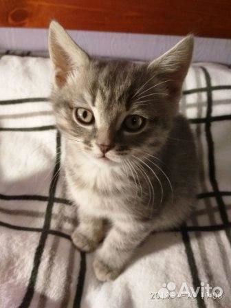 Просто котята добрым людям