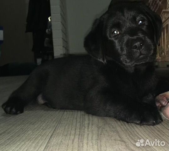 Детки лабрадорчики