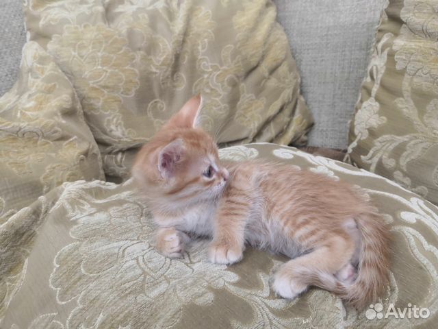 Котёнок