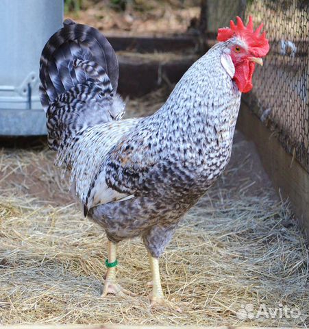 Петух Доминант крапчатый поет