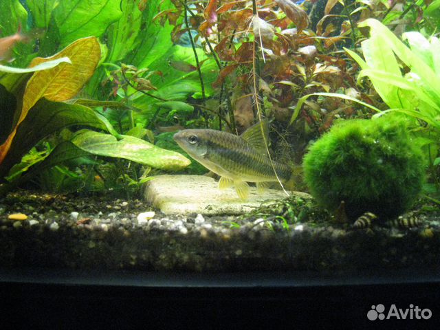 Сиамский Водорослеед