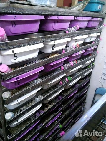 Ферма мышей продает мышей