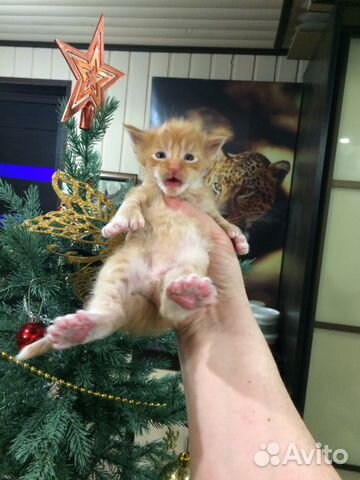 Супер Полидакт