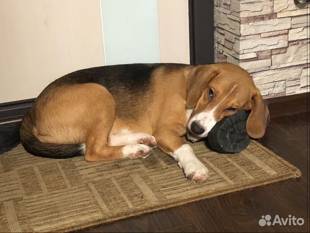 Отдам даром Бигля