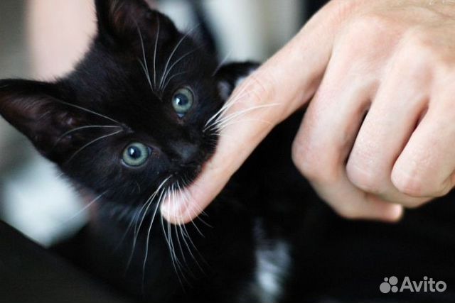 Ищем дом для котёнка
