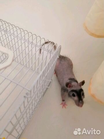 Крыса лысая