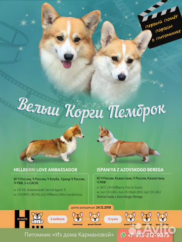 Чудесные щенки вельш корги пемброк