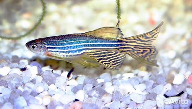 Данио-рерио продажа или обмен на голубых неонов