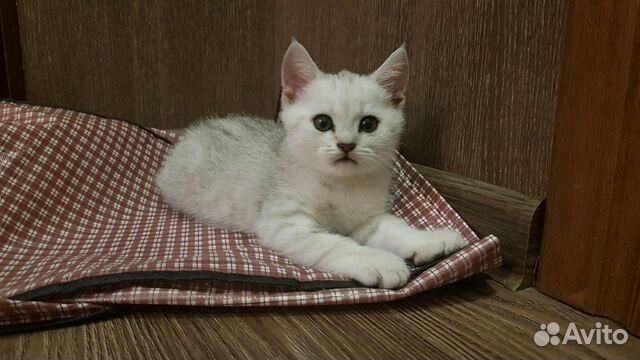 Мальчик Британец