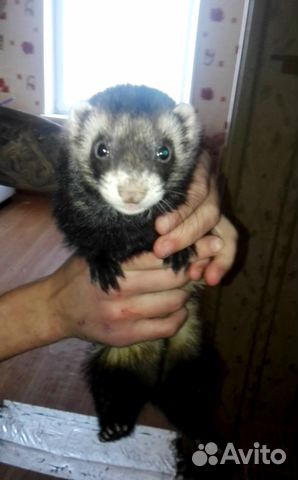 Продам хорька