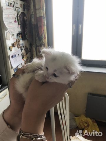 Турецкая ангора