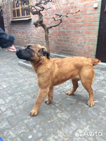 Бурбуль африканский