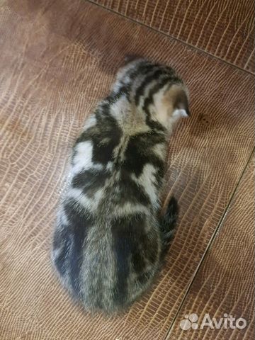 Шотландский мраморный котик