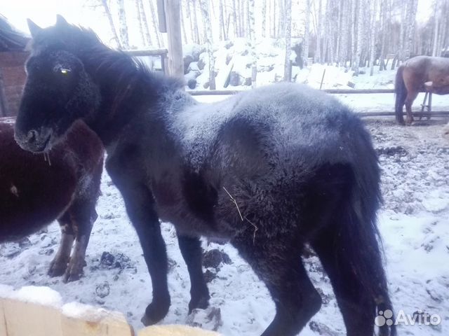 Продам кобылу