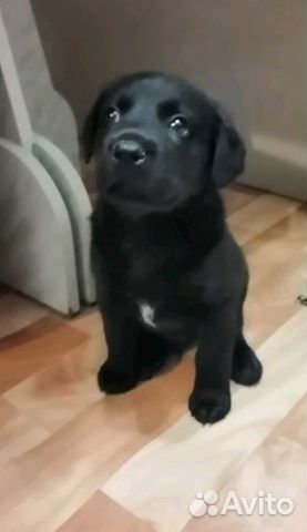 Лабрадор