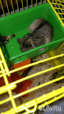 Джунгарский хомяк девочка (Зеленоград)