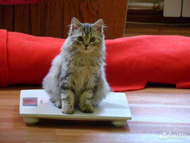 В добрые руки кота породы шотл. хайленд-страйт