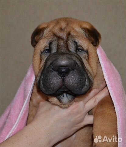 Складчатое чудо