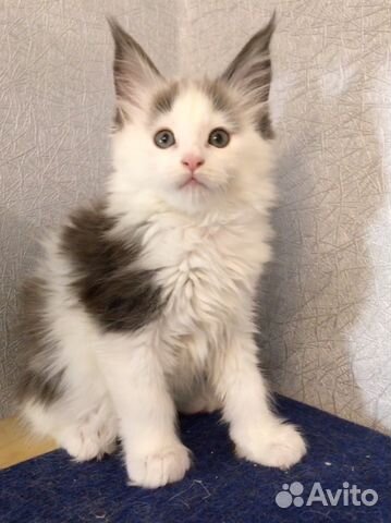 Котики из питомника для милых дам