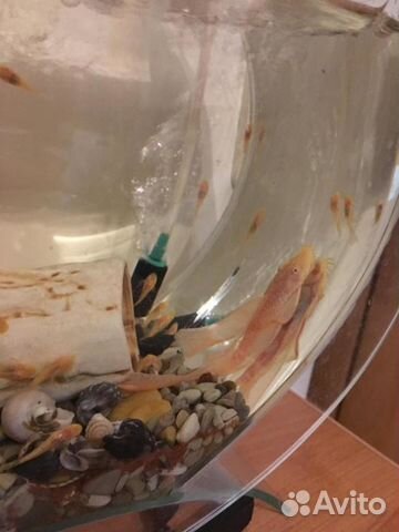 Рыбки Сомики