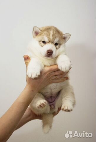 Чистокровная девочка хаски (2 месяца)