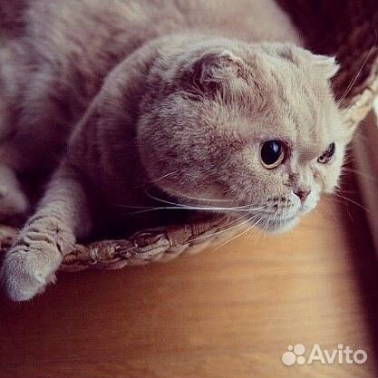 Шотландская