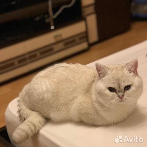 Вязка Британская шиншилла Кот 1,5 года