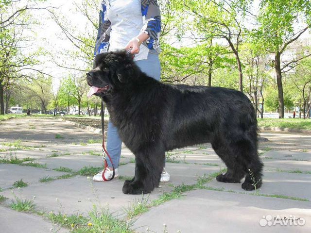 Щенки ньюфаундленда