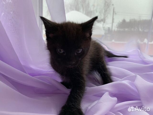 Котенок мальчик ищет уютный дом