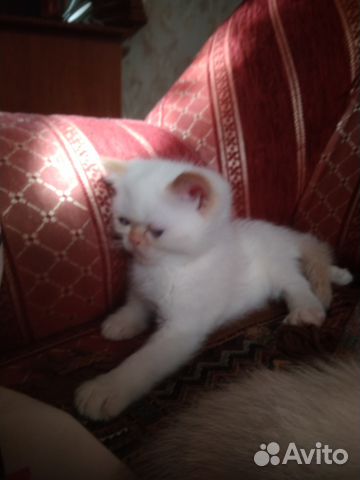 Продам двух шотландских котят