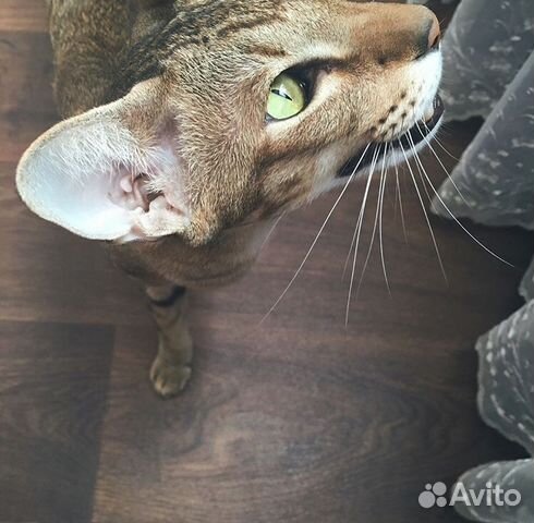 Восточно-ориентальный кот