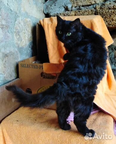 Кудряшка Сью в поисках своего Человека