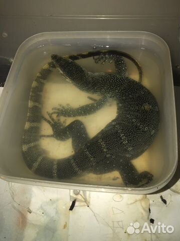 Нильский варан