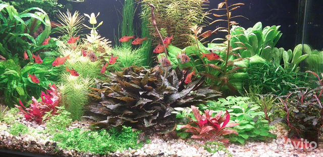 Растение Криптокорина нури