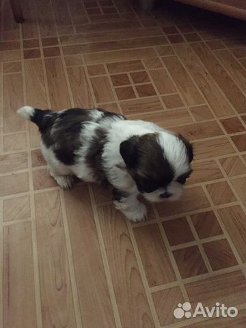 Щенок шитцу