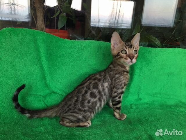 Мальчик умняшка