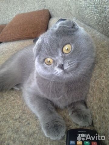 Шотландские котятки страйты