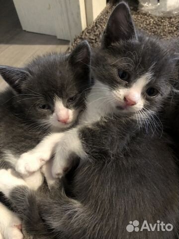 Котики бесплатно(мама британская прямоухая)