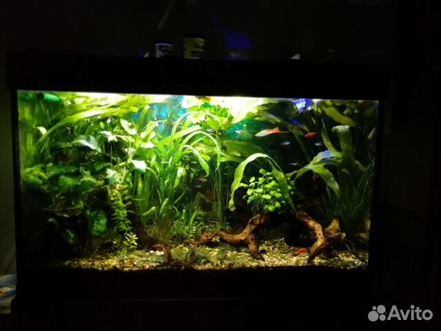 Кусты анубиаса после прополки за шоколадку