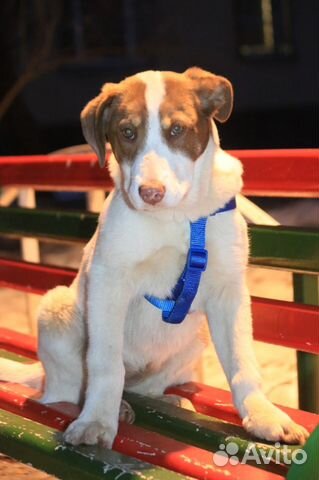 Шикарная красотка Марта, 4 месяца