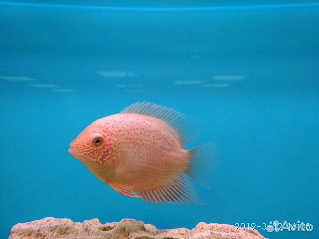 Северум красноточечный