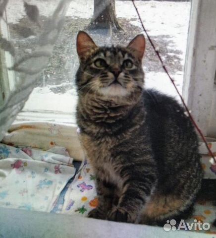 Плюшевая кошка - молодая девочка в дар