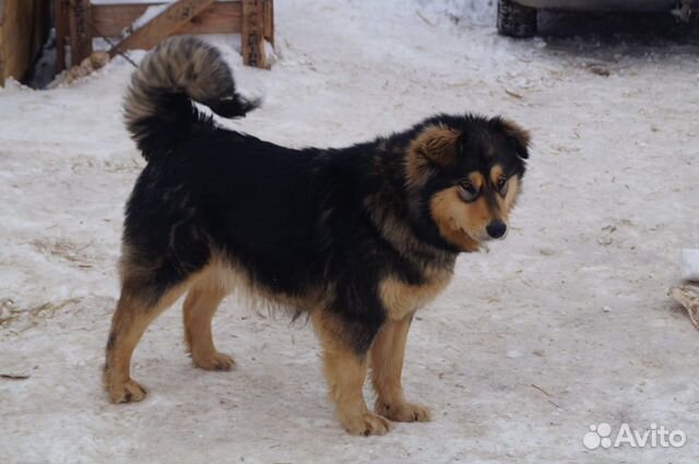 Шикарная Плюша