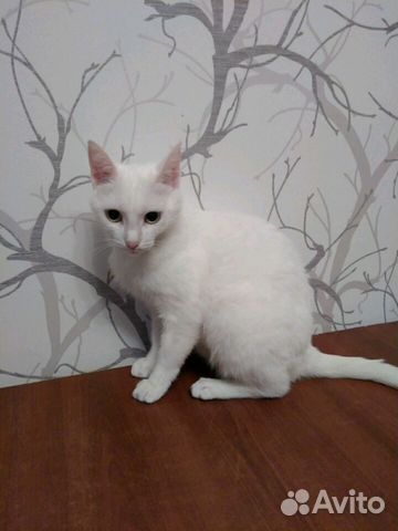 Мадам ищет добрые руки