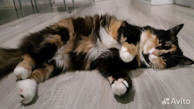Кошка Шишка