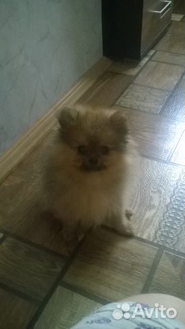 Девочка померанского шпица