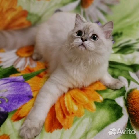 Продаётся котёнок