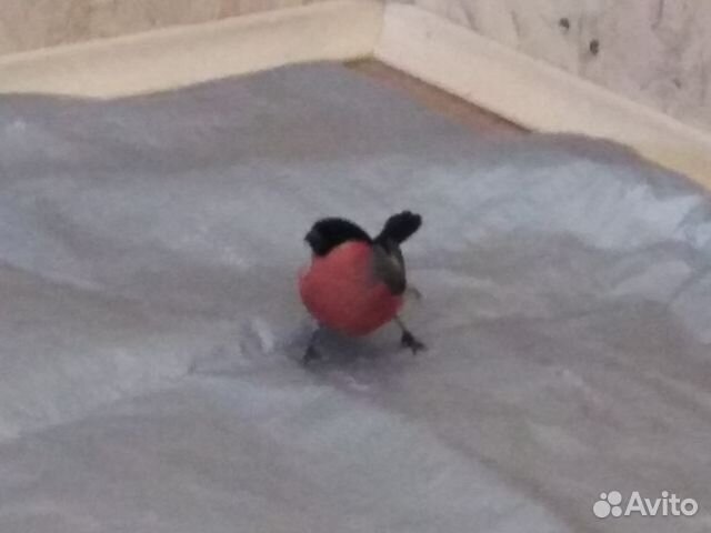 Снегирь самец