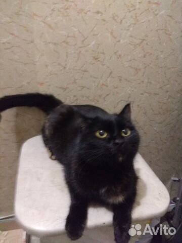 Красотке Багире нужен дом